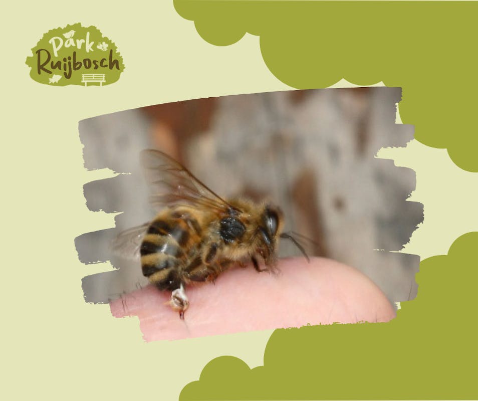 De bijensteek | in berichten op HaarenEEN.nl