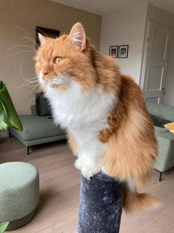 Hij is terecht - Rood/witte kat Abel loopt ergens rond | in berichten ...