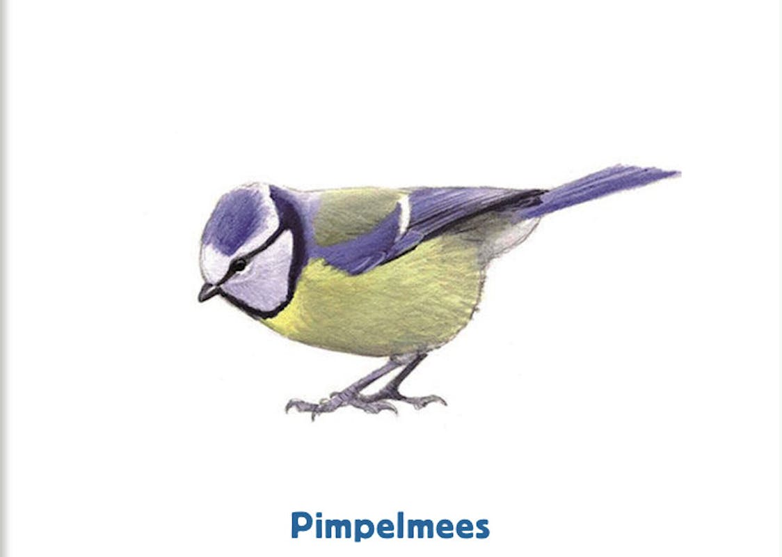 Over een Mus die wou dat hij een Mees was (bron afbeeldingen Huismus en ...