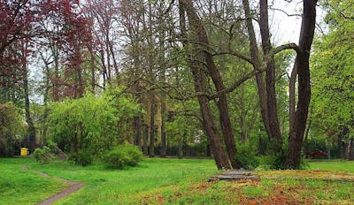 Zin in een leuke wandeling & ook nog iets wijzer worden over Bomen en ...