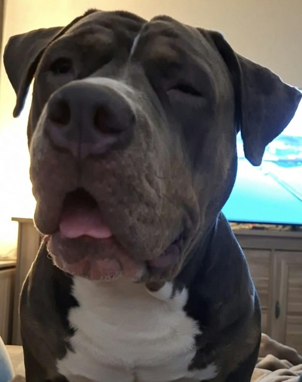 Wie kan tijdelijk voor American Bully XL Tess zorgen? | in elkaar ...